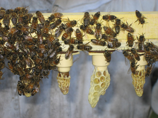 Full Bloom Apiaries - About Us- Local Connecticut Honey Products and ...